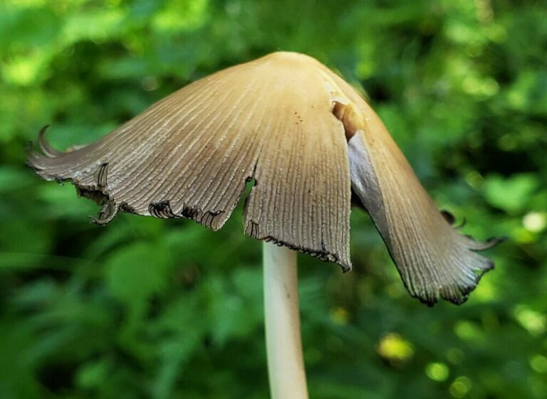 A Forager’s Guide To Mica Caps (Coprinellus Micaceus)