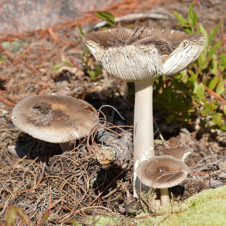 A Forager’s Guide To Amanita Vaginatas (Grisette Mushroom)