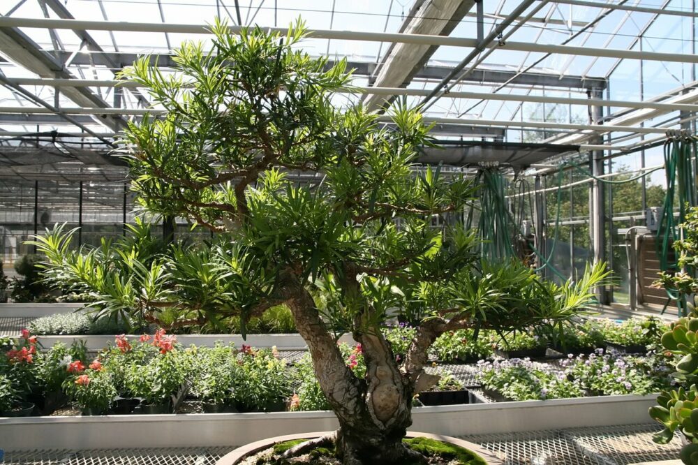 Podocarpus Macrophyllus Maki: The Evergreen Tree That’s Great For Hedging