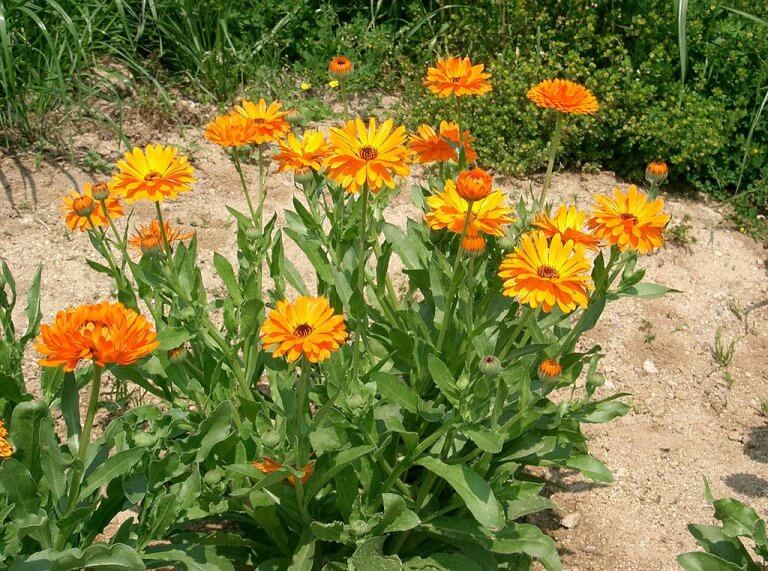 Are Marigolds Are Edible (& How To Use Them In Recipes)