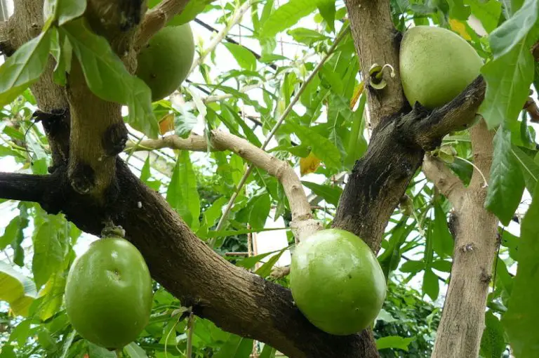 Calabash Fruit: How To Eat, Cook, And Where To Find It | ForagingGuru