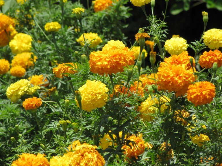 Are Marigolds Are Edible (& How To Use Them In Recipes)