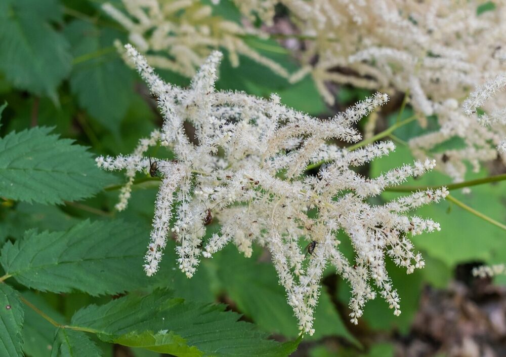 Goat’s Beard: Edibility, Uses, & Cultivation | ForagingGuru