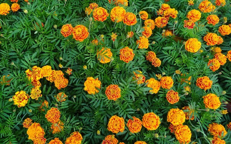 Are Marigolds Are Edible (& How To Use Them In Recipes)