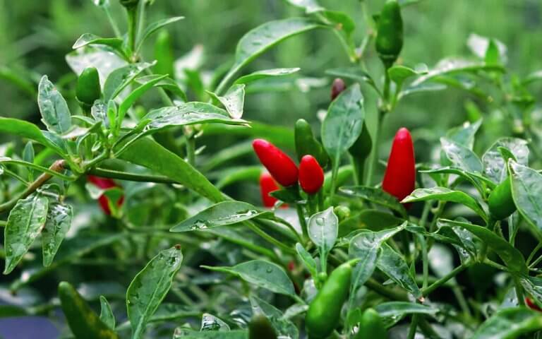 Bird Pepper: Scoville Scale Rank, Recipes & Other Uses