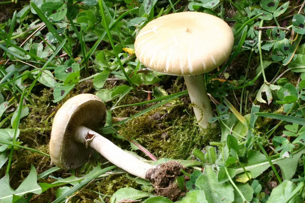 A Forager’s Guide To Agrocybe Praecox (Spring Fieldcap) | ForagingGuru