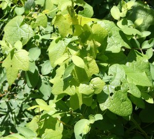 A Forager's Guide To Common Moonseed | ForagingGuru