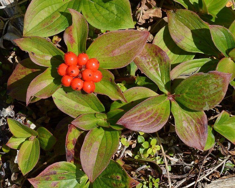 Bunchberry (Cornus Canadensis): Identification, Kitchen Uses And ...