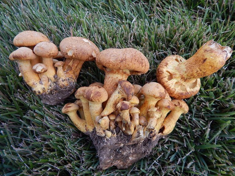 The 7 Most Common Edible Mushrooms In Michigan | ForagingGuru