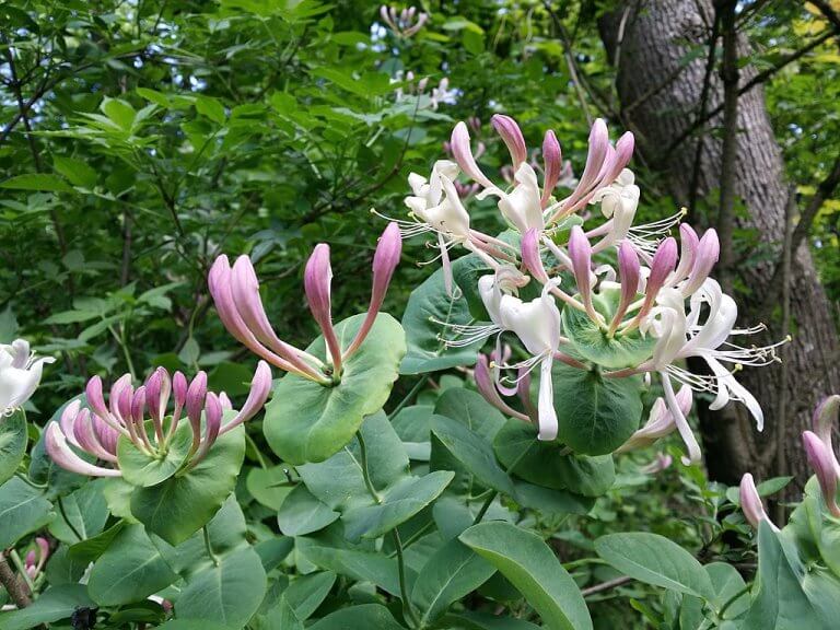 Honeysuckle: Edible Varieties | ForagingGuru