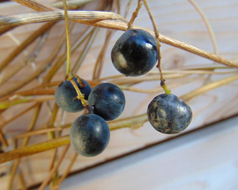A Forager's Guide To Common Moonseed | ForagingGuru