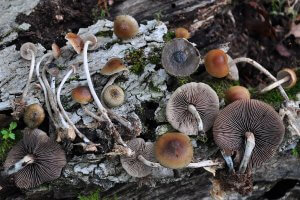 The 7 Most Common Edible Mushrooms In Michigan | ForagingGuru