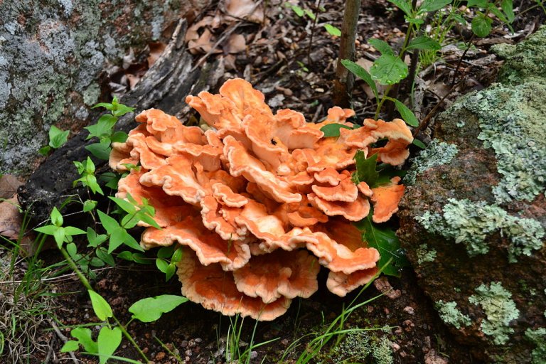 The 7 Most Common Edible Mushrooms In Michigan | ForagingGuru
