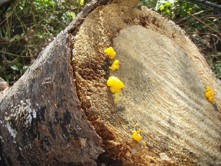 A Forager's Guide To Witches’ Butter Mushrooms (Dacrymyces Palmatus ...
