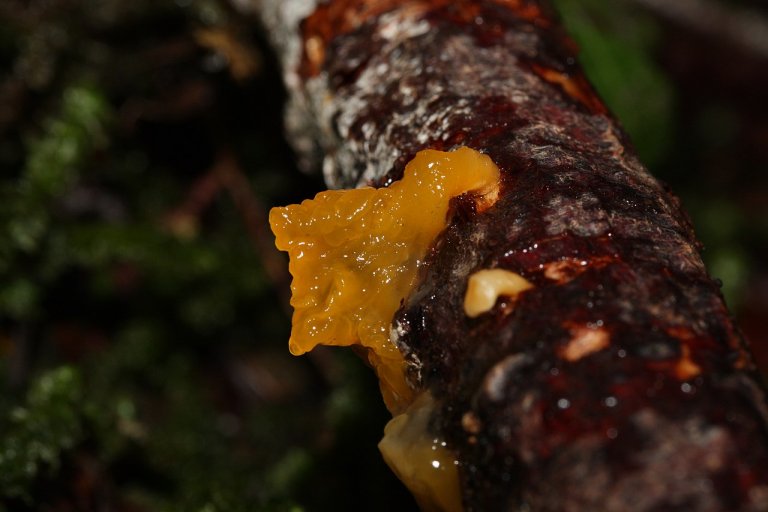 A Forager's Guide To Witches’ Butter Mushrooms (Dacrymyces Palmatus ...