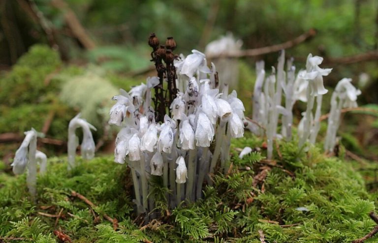 A Forager's Guide To Ghost Pipe (Monotropa Uniflora) | ForagingGuru