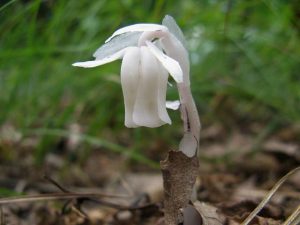 A Forager's Guide To Ghost Pipe (Monotropa Uniflora) | ForagingGuru