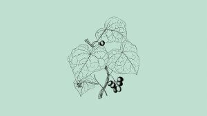 A Forager's Guide To Common Moonseed | ForagingGuru