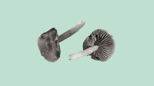 How To Identify Edible Mushrooms With Gills?