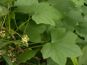 A Forager's Guide To Common Moonseed | ForagingGuru
