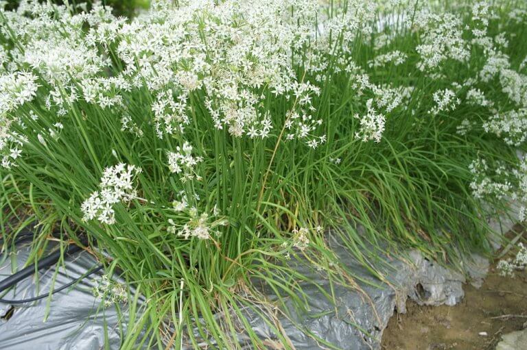 A Forager’s Guide To Wild Chives | ForagingGuru