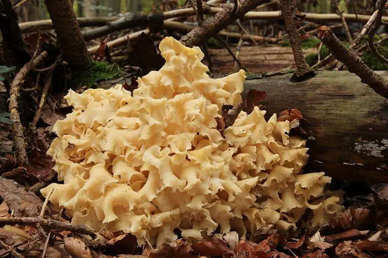 A Forager’s Guide To Cauliflower Mushrooms (Sparassis)